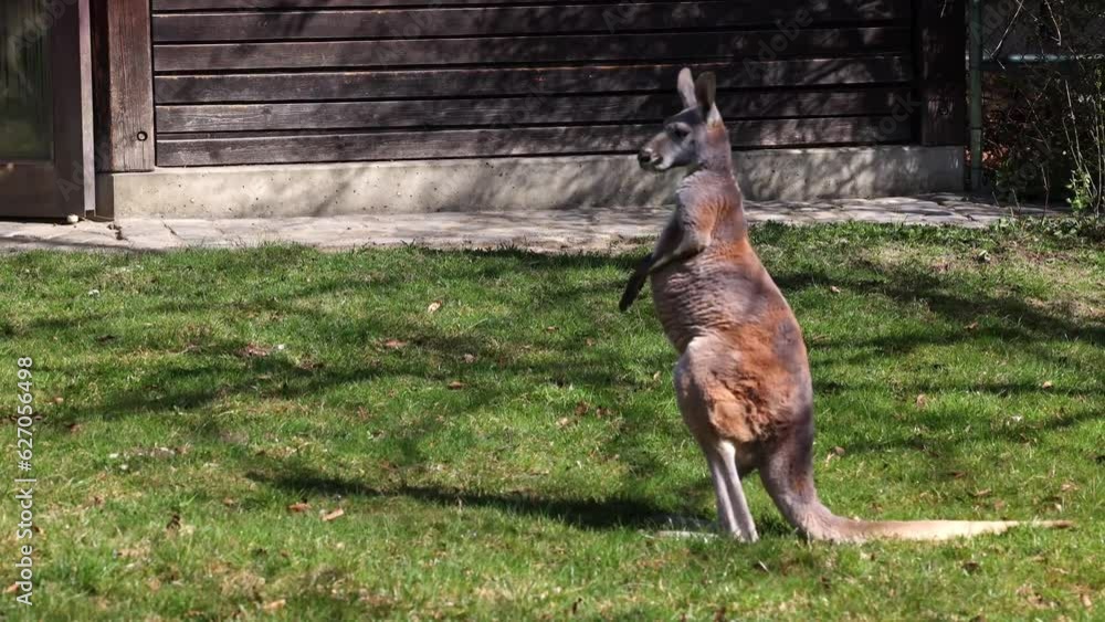 The red kangaroo, Macropus rufus is the largest of all kangaroos, the ...