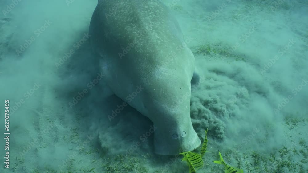 Top view, Slow motion of Se Cow or Dugong (Dugong dugon) on seabed ...