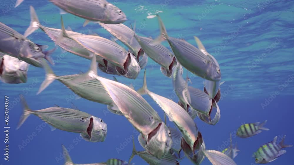 Close up of shoal of Striped mackerel or Indian mackerel (Rastrelliger ...