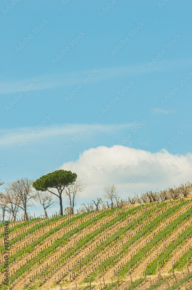 Front view, far distance of a, single Southern pine tree, among a ...