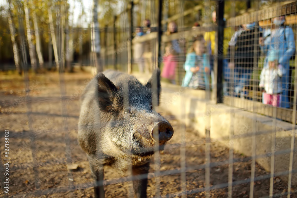 Wild boar is in aviary on livestock farm or zoo on sunny autumn day ...