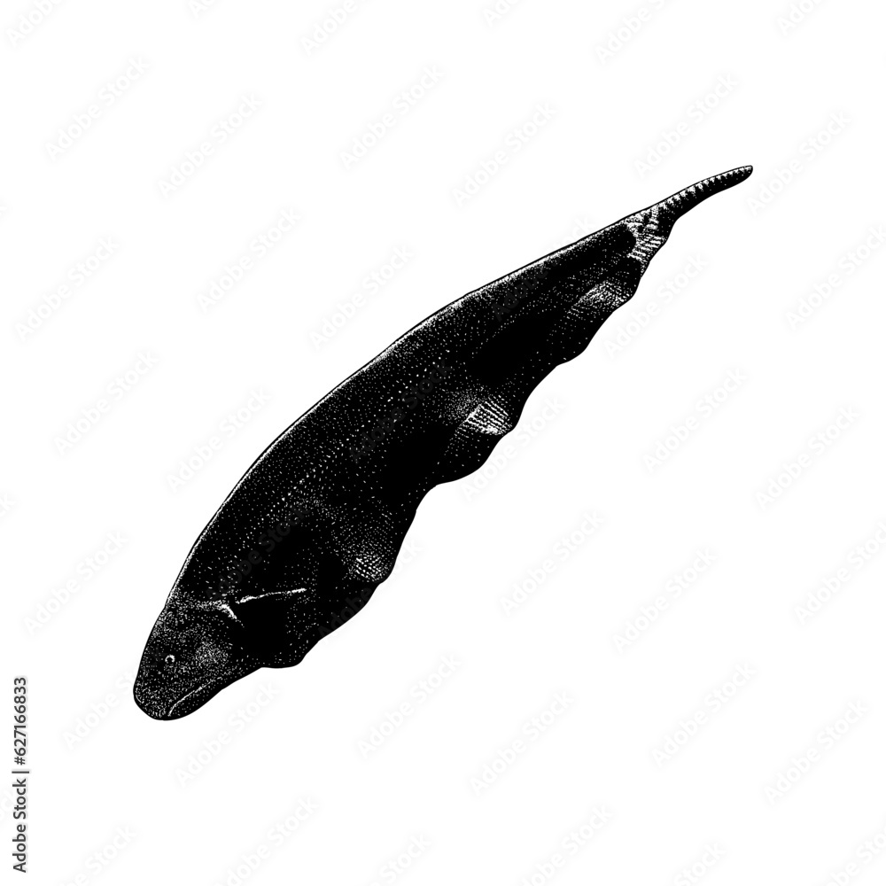 Black Ghost Knifefish hand drawing vector isolated on background. Stock ...