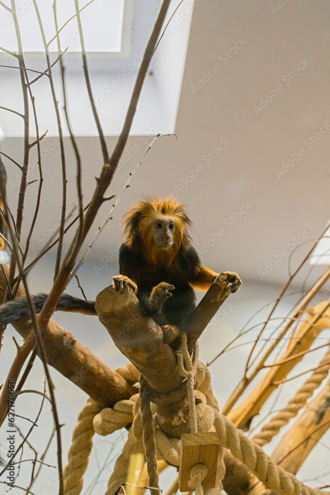 Beautiful little, shaggy hooligan monkey in the zoo. On a tree branch ...