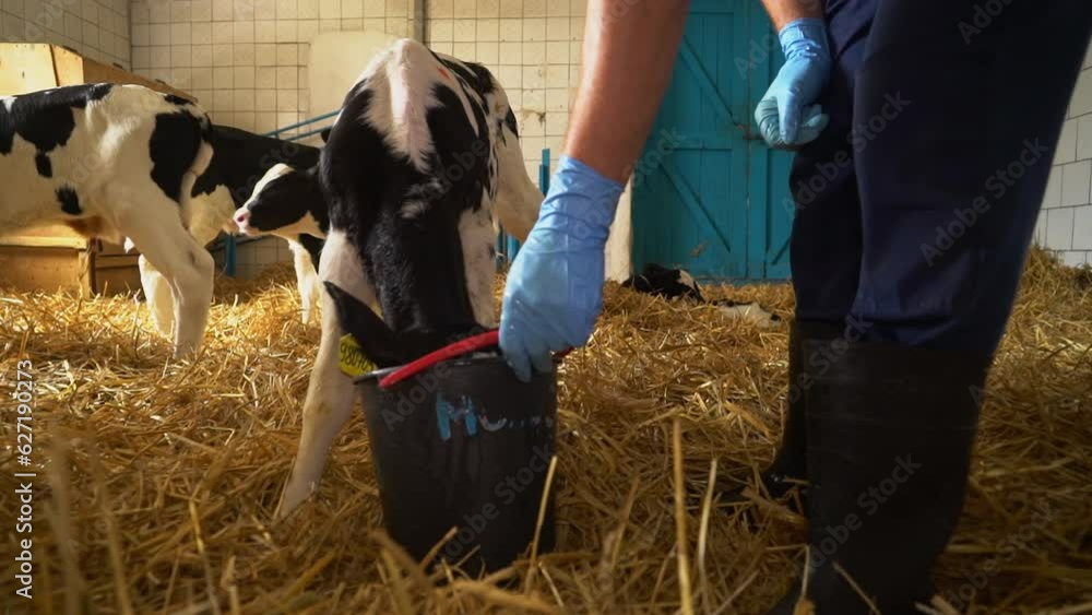 Process of calves feeding. A Worker is holding a small black bucket in ...