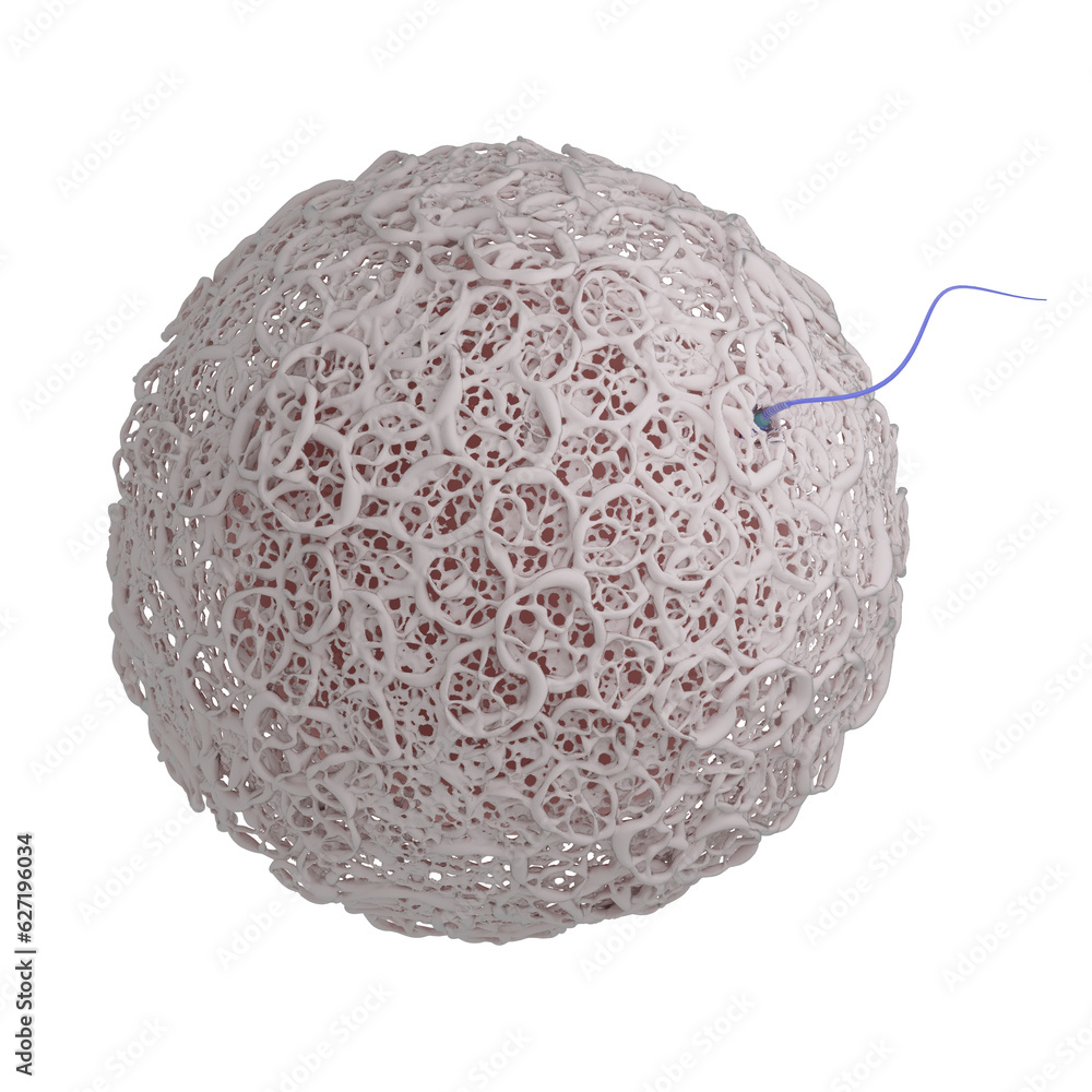 3d rendered image with a transparent background. A sperm and a oocyte ...