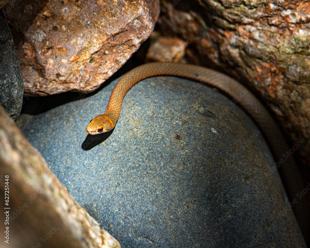 close up of beautiful, dangerous juvenile eastern brown snake spotted ...