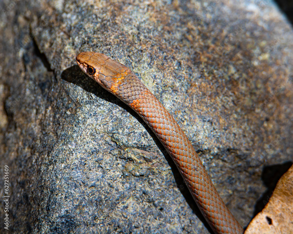 close up of beautiful, dangerous juvenile eastern brown snake spotted ...