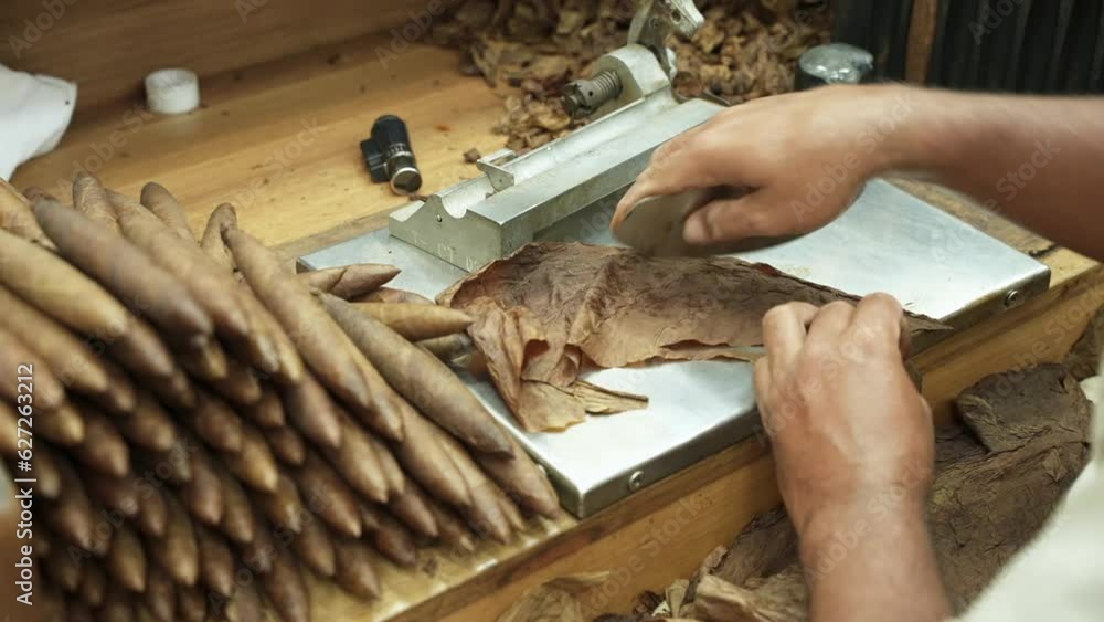 Close up of whole process male hands making cigars from dry tobacco ...