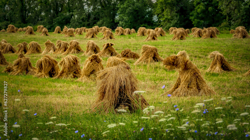 Amish Hay Stack Piles Dry in a field in NYS. Hand-stacked Amish Hay ...