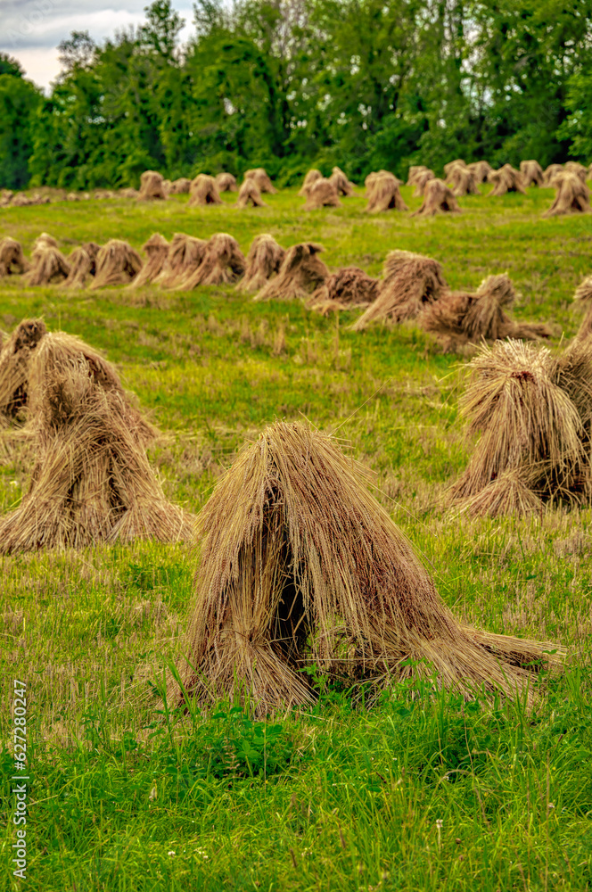 Amish Hay Stack Piles Dry in a field in NYS. Hand-stacked Amish Hay ...