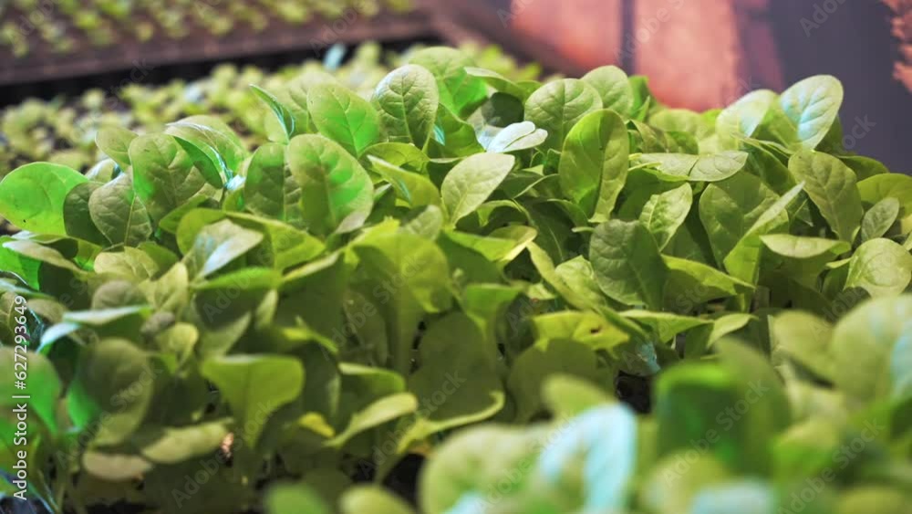 Close up tobacco sprouts in a flowerbed on the plantation. Stages of ...
