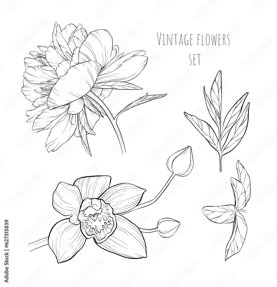 Vector set of elegant hand drawn linear flowers. Plant linear elements ...