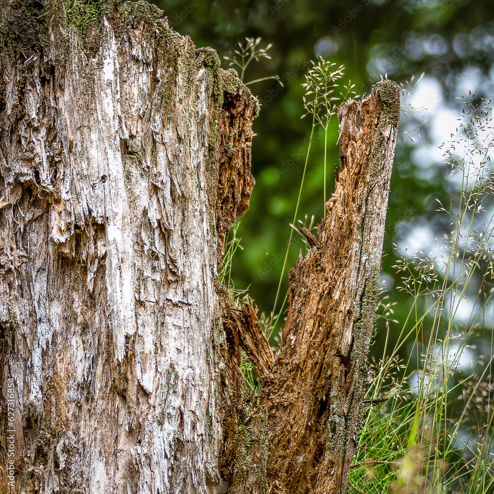 Détail d'un tronc d'arbre coupé pourrissant et mangé par les insectes ...