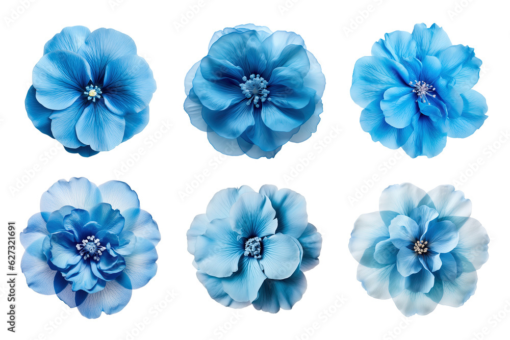 Selection of various blue flowers isolated on transparent background ...