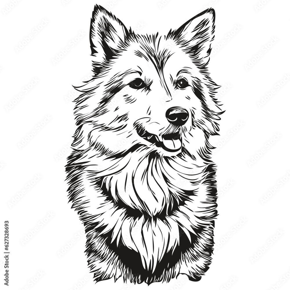 Icelandic Sheepdog dog realistic pencil drawing in vector, line art ...
