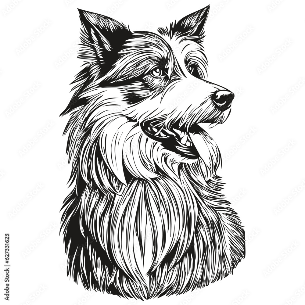 Bearded Collie dog breed line drawing, clip art animal hand drawing ...