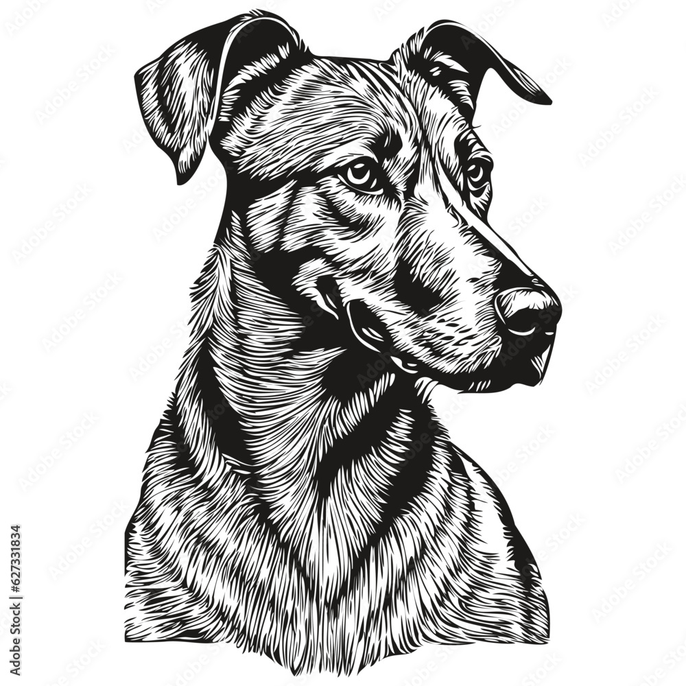 Rhodesian Ridgeback dog ink sketch drawing, vintage tattoo or t shirt ...