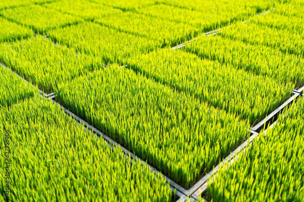 Nurturing Young Rice Seedlings for Field Planting Agriculture and ...