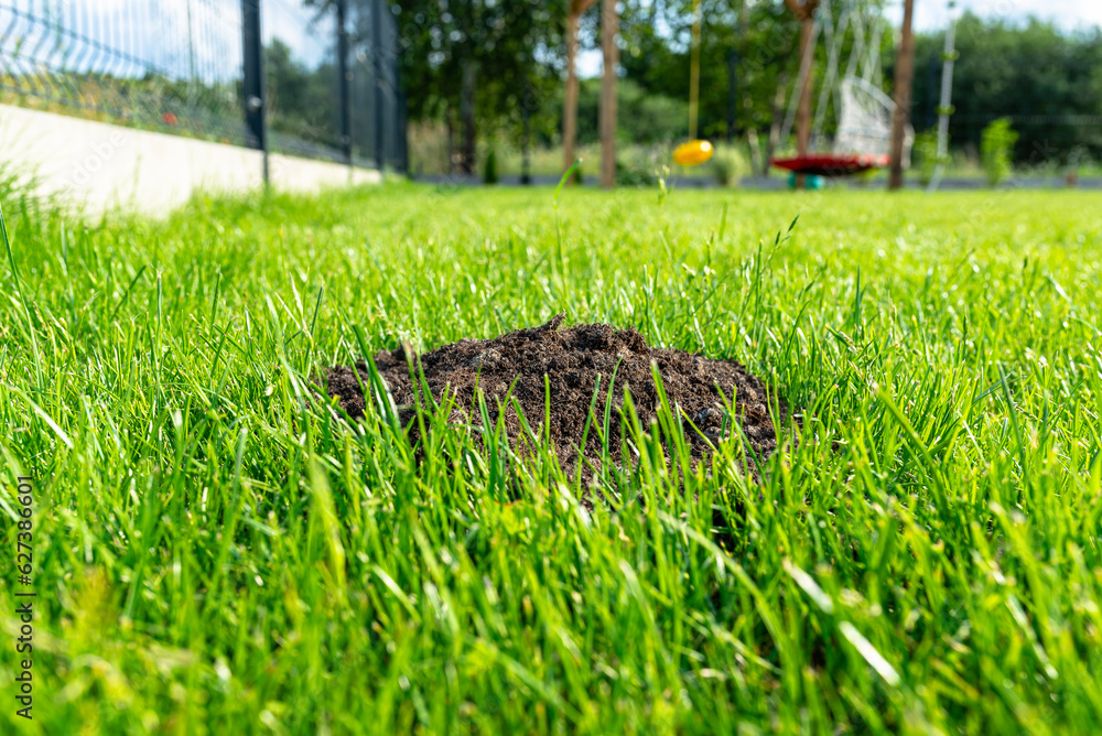 A mole mound in the garden of a house with a nice young lawn. Stock ...