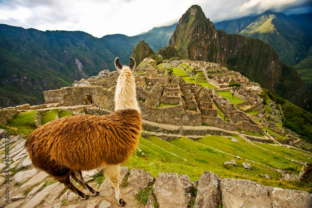 Llama (Lama glama) looks over at reconstructed stone buildings on Machu ...