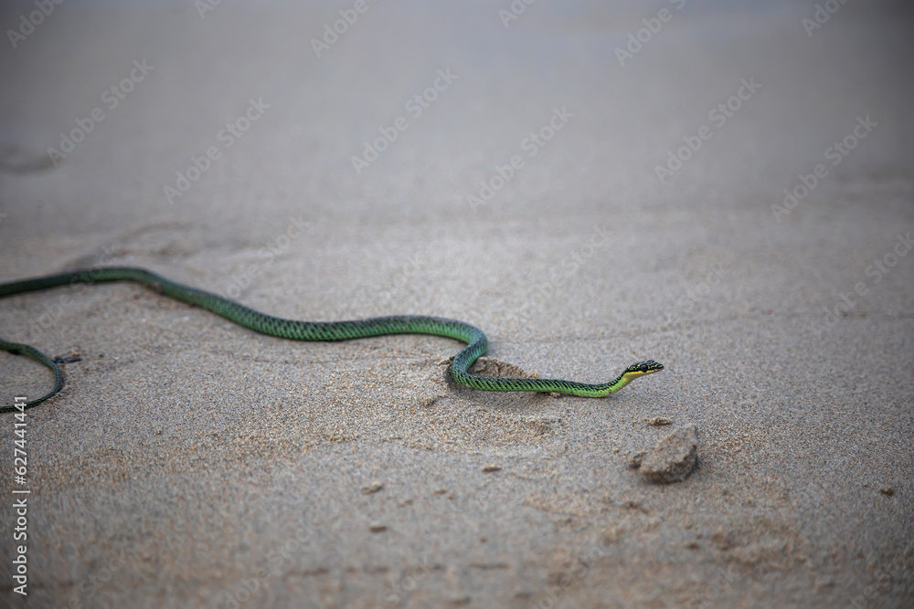 Beautiful green snake on the beach. Dangerous poisonous snake Boomslang ...