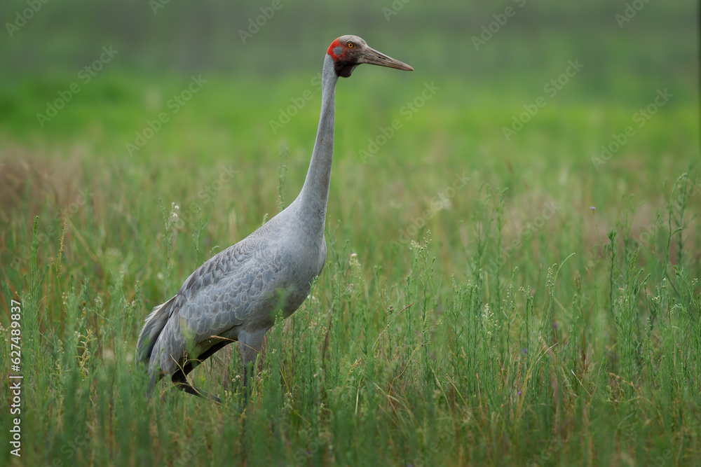 Brolga - Antigone rubicunda or Australian crane formerly Native ...