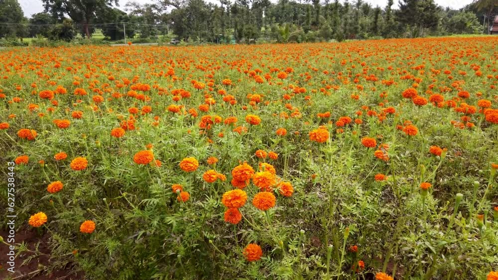 Coorg, Karnataka, India-August 23 2022; An Appealing pan view of the ...