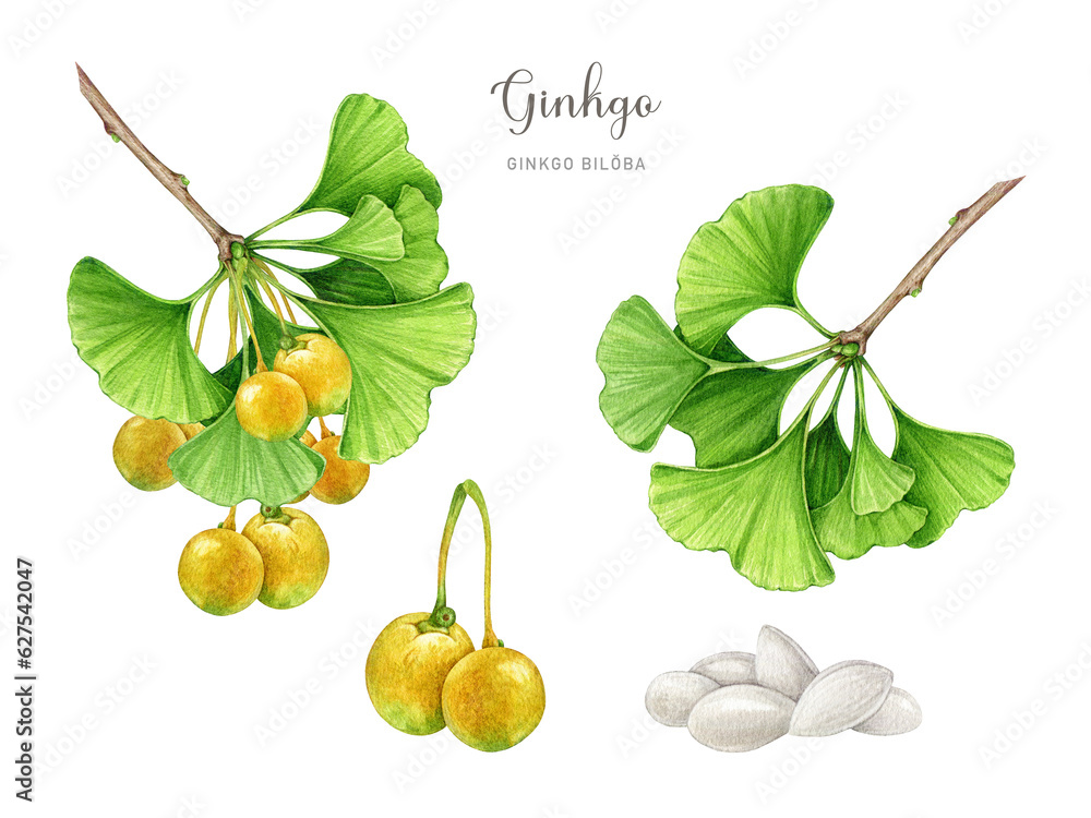 Ginkgo biloba tree branch, leaves, fruit, nut pile set. Watercolor ...
