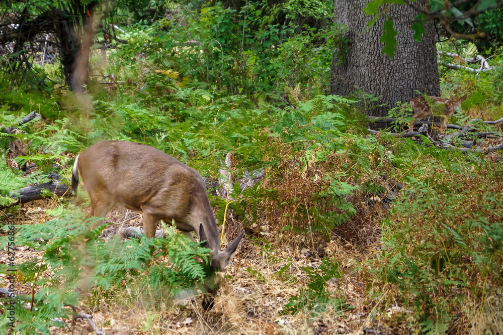 Lone single roe deer grazing in high grass surrounded by forest seen in ...
