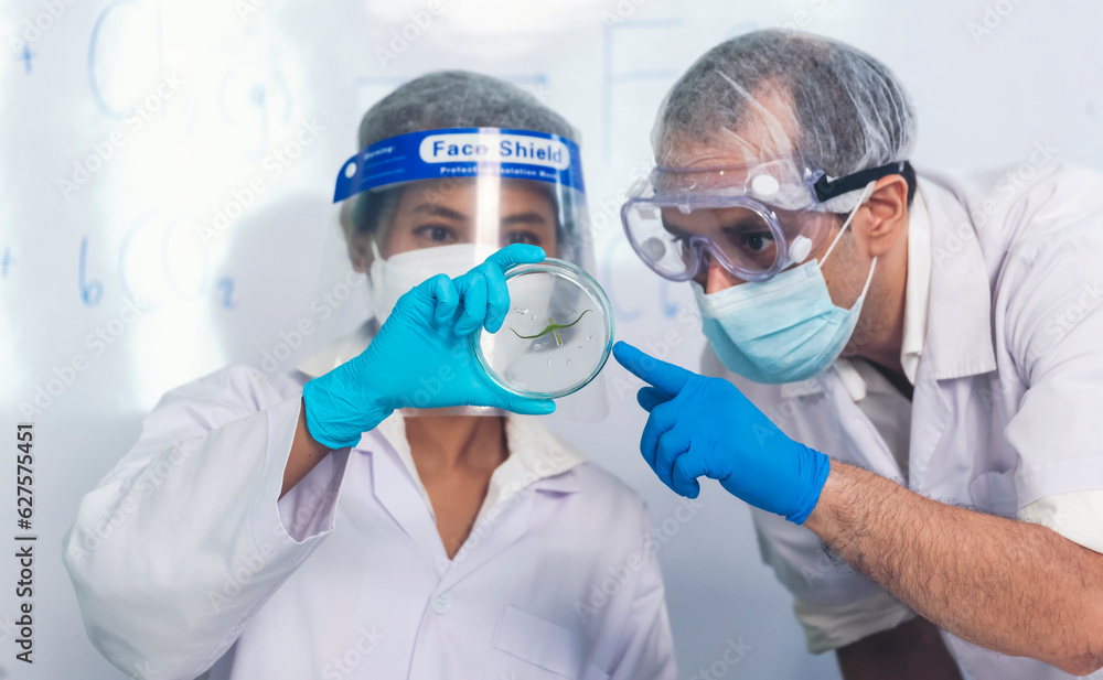 Scientist teams consult together with biochemistry plants tissue ...