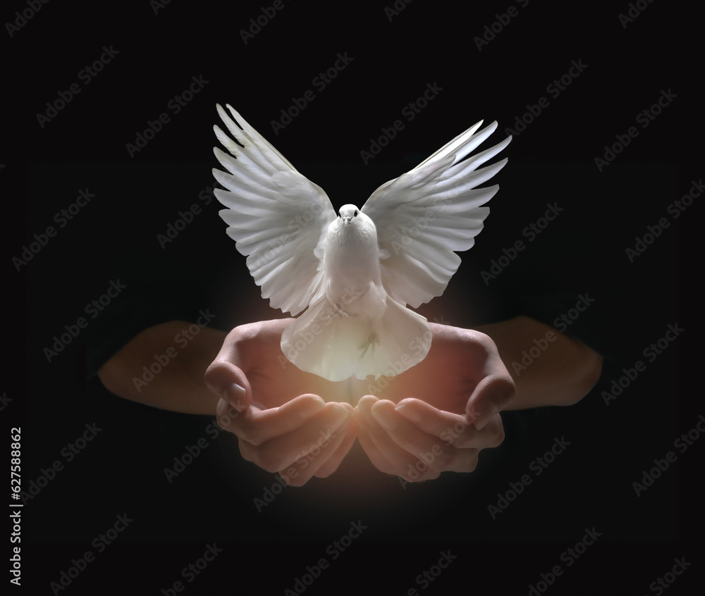 Praying hands and white dove flying happily on black background , hope ...