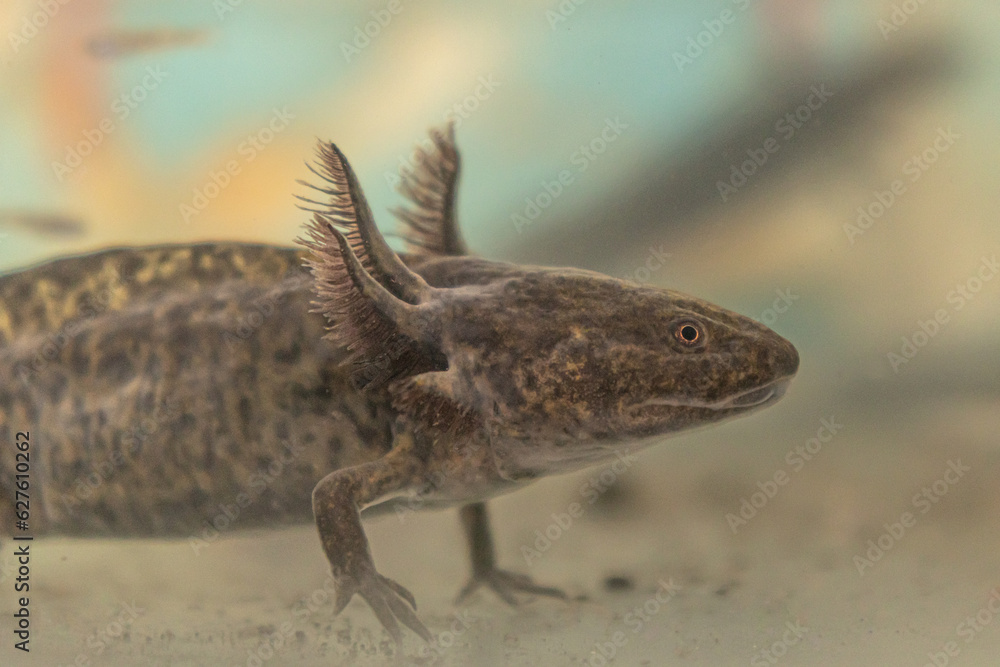 Grown up Mexican Axolotl with gills standing on short legs in water ...
