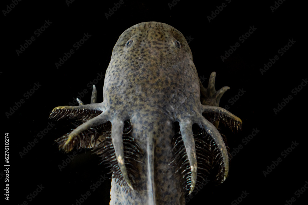 Grown up Mexican Axolotl with gills swimming on dark background Stock ...