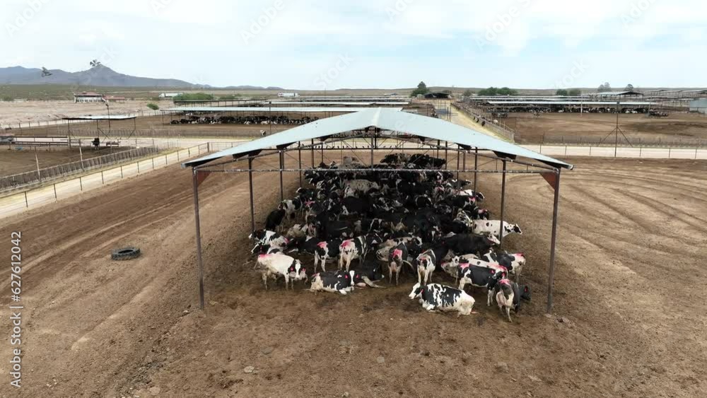 Open air free stall cattle barn on feedlot in south USA. Aerial shot of ...