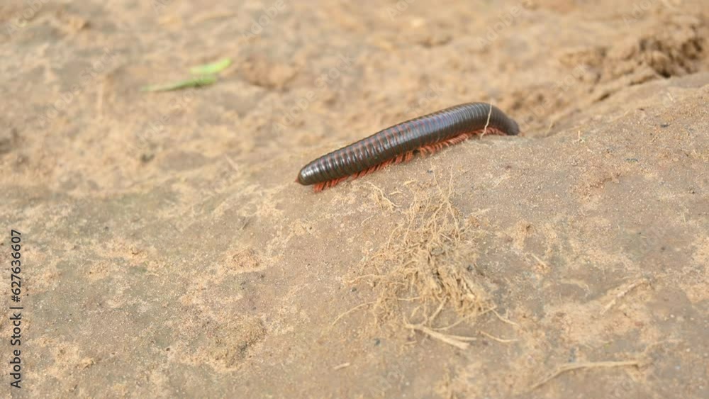 Millipede in rainy season. Big red Millipedes. It is a spiral insect ...