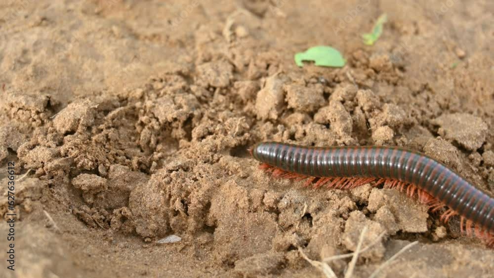 Millipede in rainy season. Big red Millipedes. It is a spiral insect ...