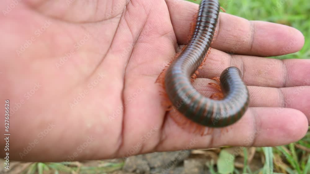 Millipede in rainy season. Big red Millipedes. It is a spiral insect ...