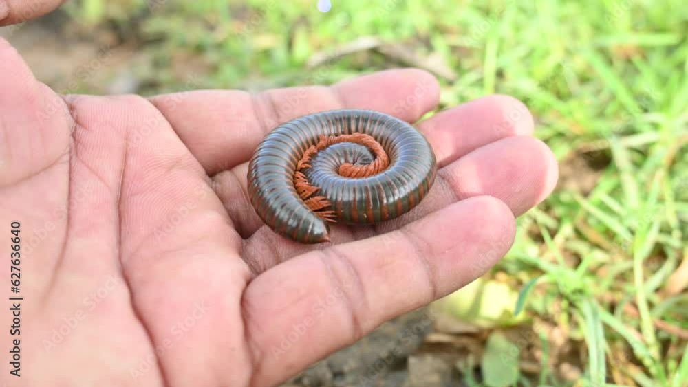 Millipede in rainy season. Big red Millipedes. It is a spiral insect ...