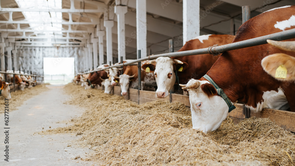 Row of farm cows eating hay food in barn stall, animal feeding side ...