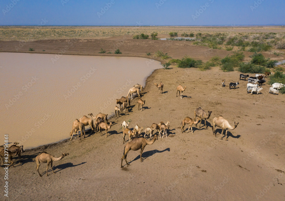 Aerial view of cows and camels drinking water in a lake, Afar region ...