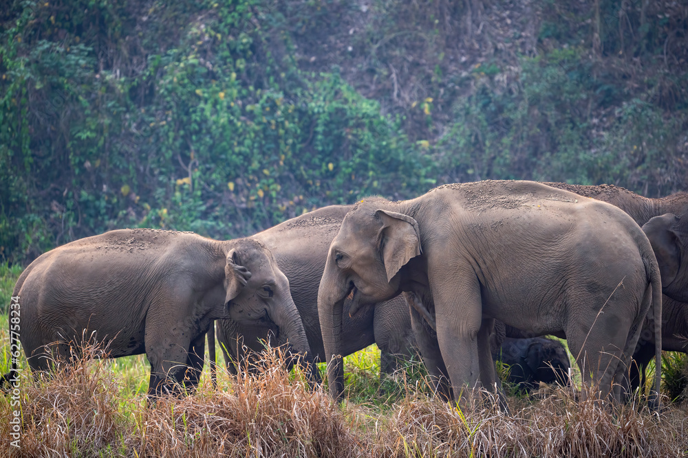A herd of wild elephants walk through grass field in Thai Elephant ...