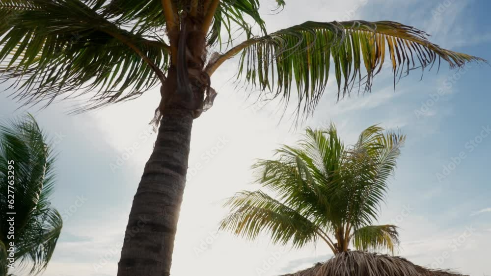 Beautiful from under view of palm tree against blue sky with bright sun ...