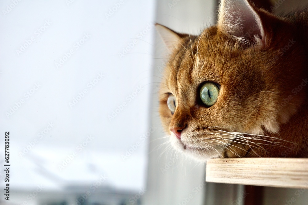 Cat with green Eyes - Katze mit grünen Augen schaut raus aus dem ...