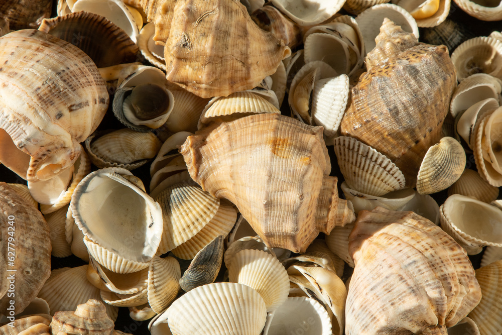 Sea shells on the beach. Summer background. Rapan shell top view. Beige ...