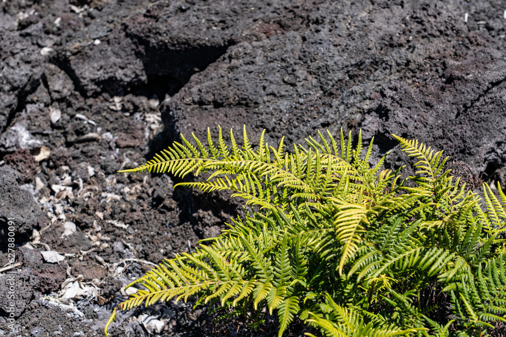Pityrogramma austroamericana, the silverback ferns, or goldback ferns ...