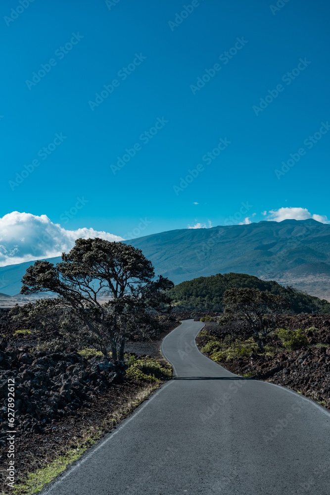 Metrosideros polymorpha, the ʻōhiʻa lehua, is a species of flowering ...