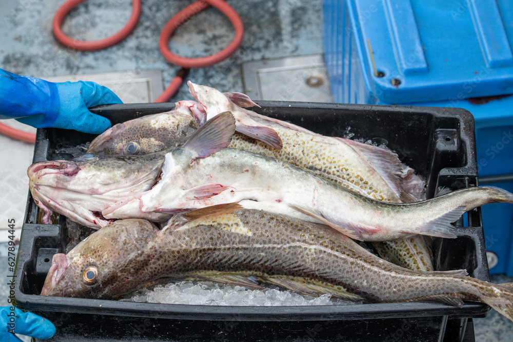 Large freshly caught Atlantic codfish in black plastic fish buckets ...