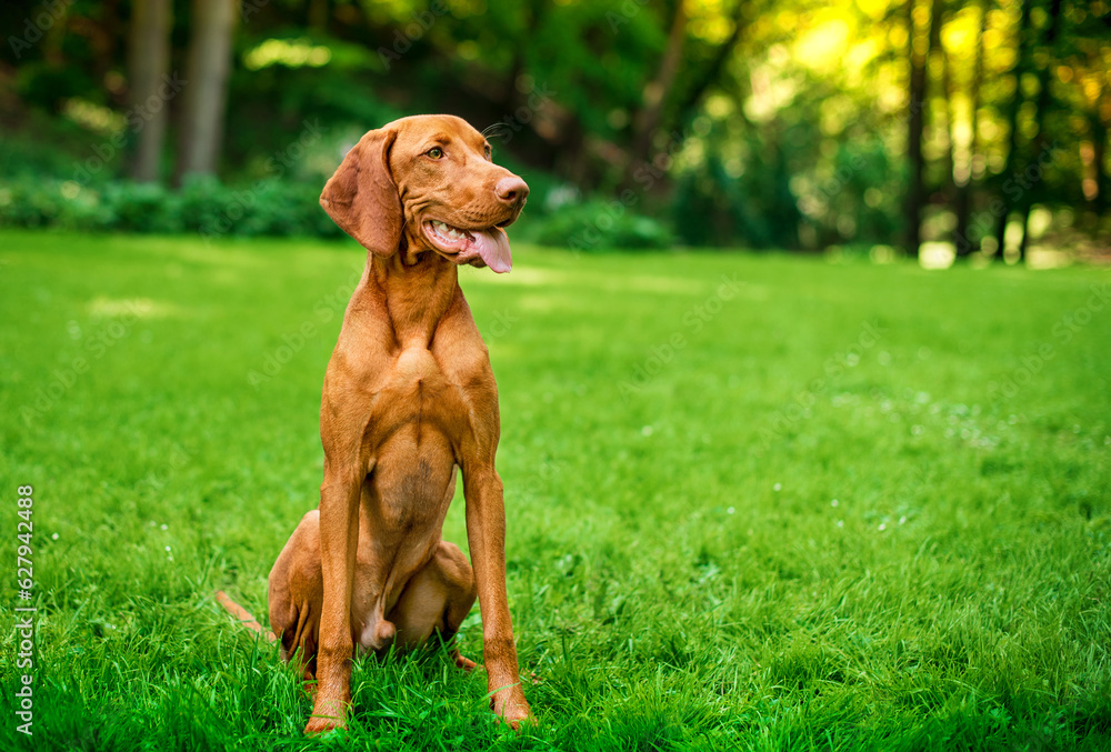 The dog of the Hungarian Vizsla breed is sitting on the green grass on ...