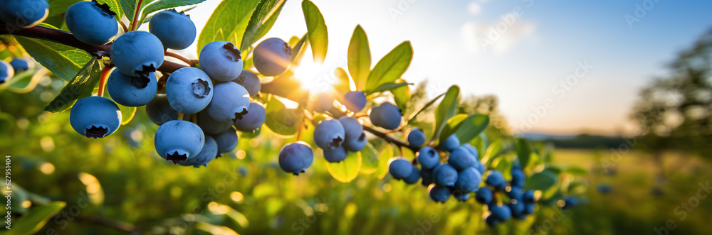 Blueberry tree with fresh blueberries. Ripe blueberries in Orchard ...