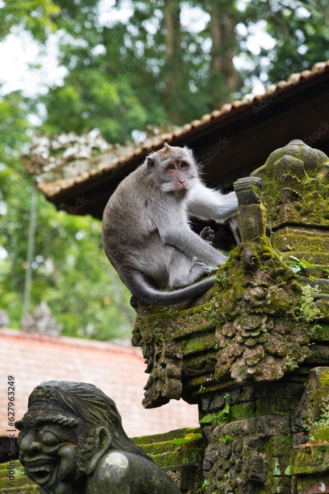 Long-tailed macaque sitting on a stone structure of a temple in Ubud ...